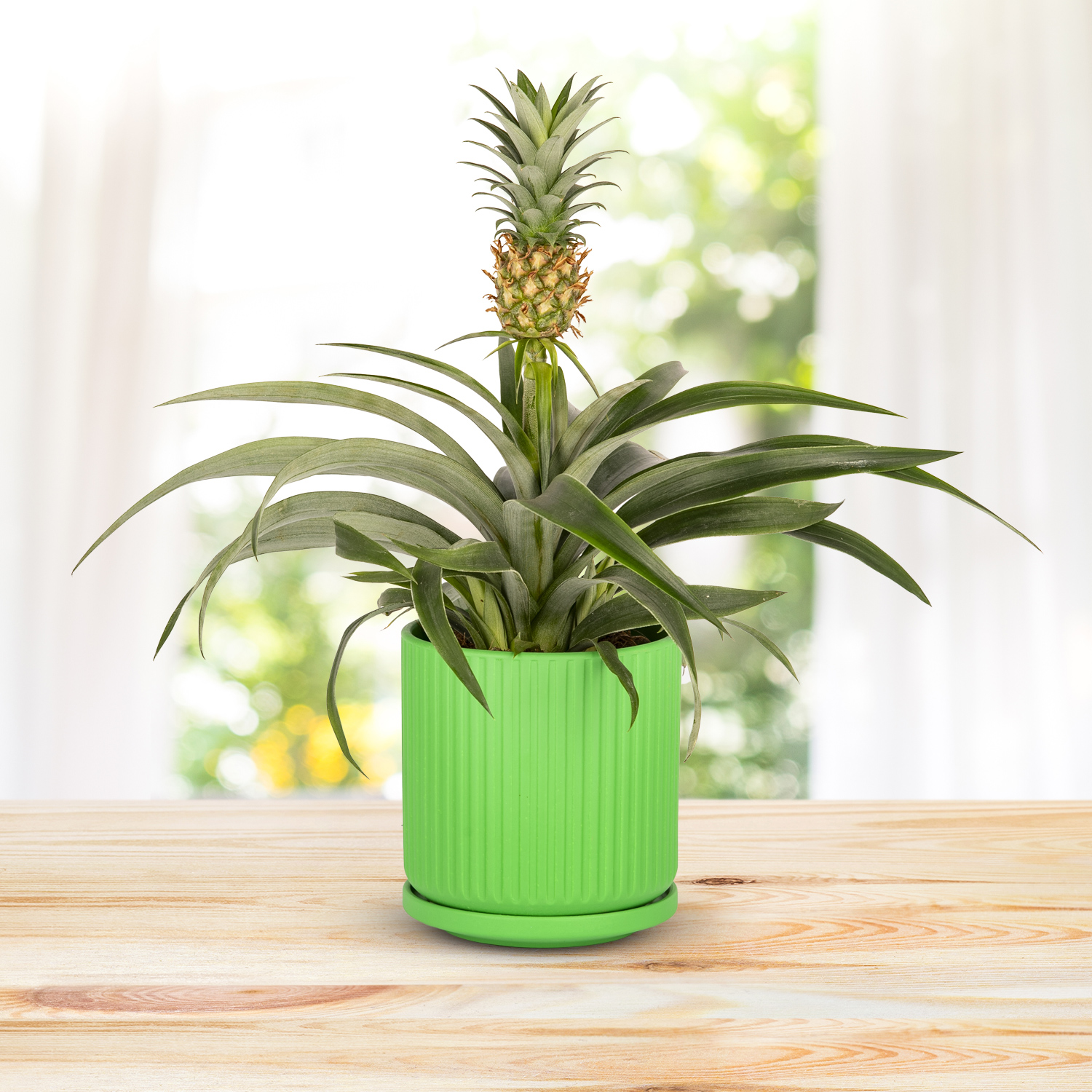 Autumn Pineapple | B&M Flowers