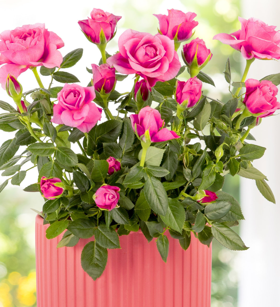 Timeless Roses | B&M Flowers