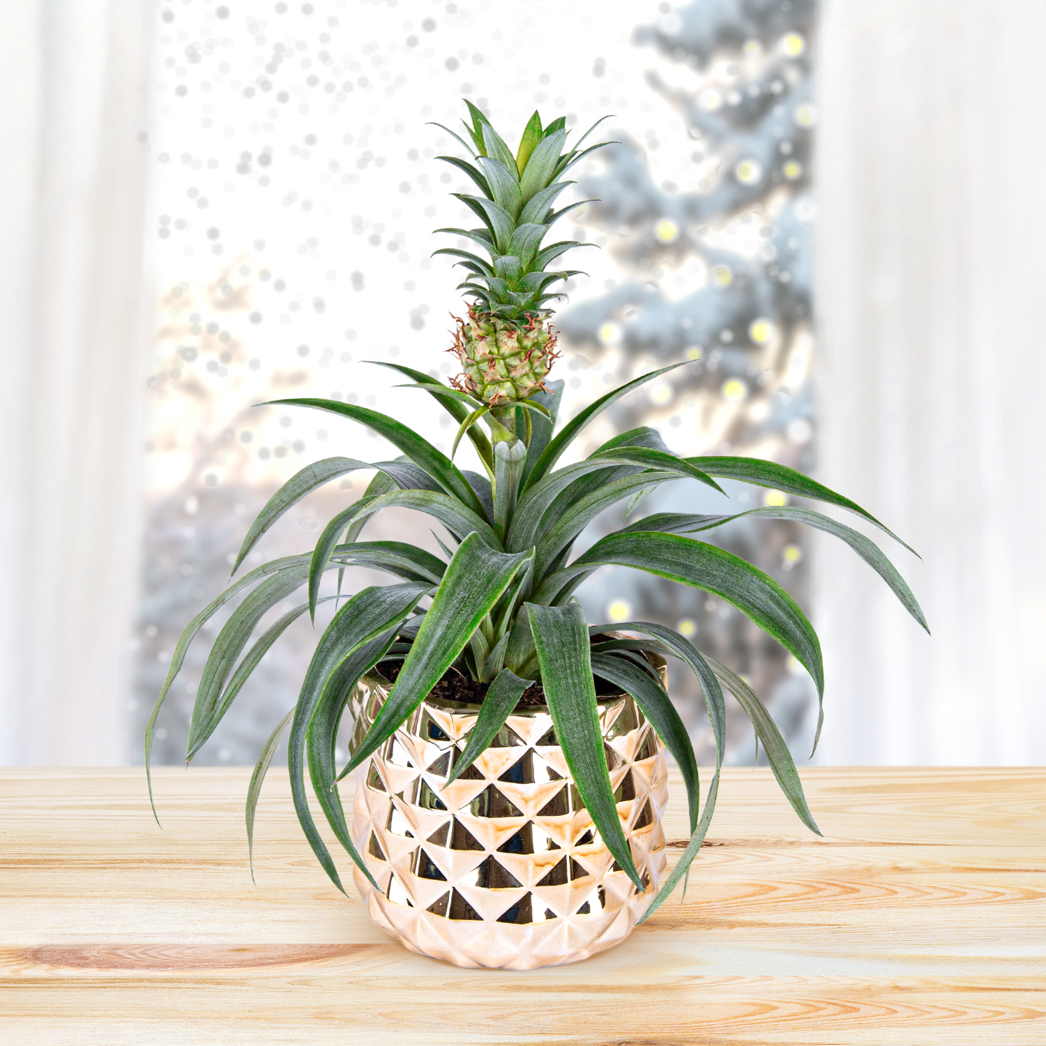 Pineapple Magic | B&M Flowers