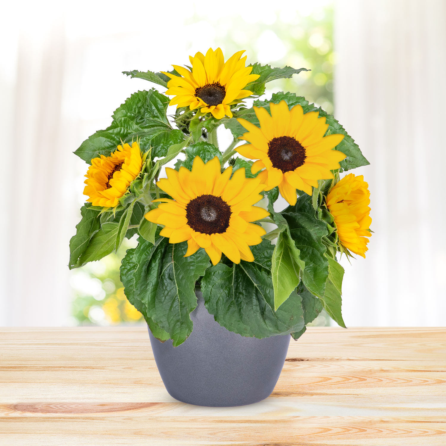 Sunshine Bloom | B&M Flowers